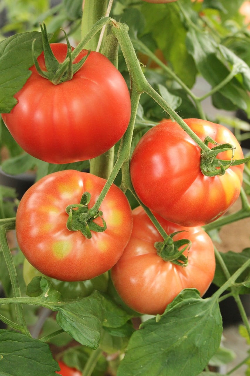 Astuce de grand-mère : Comment peler les tomates facilement sans les ...
