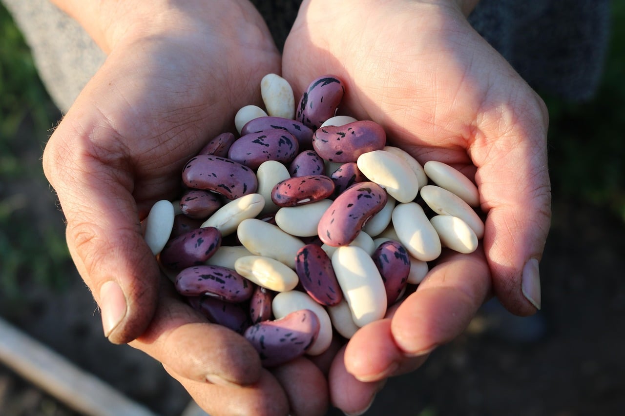 Les légumineuses ou légumes secs : qu’est-ce que c’est ? Liste complète ...